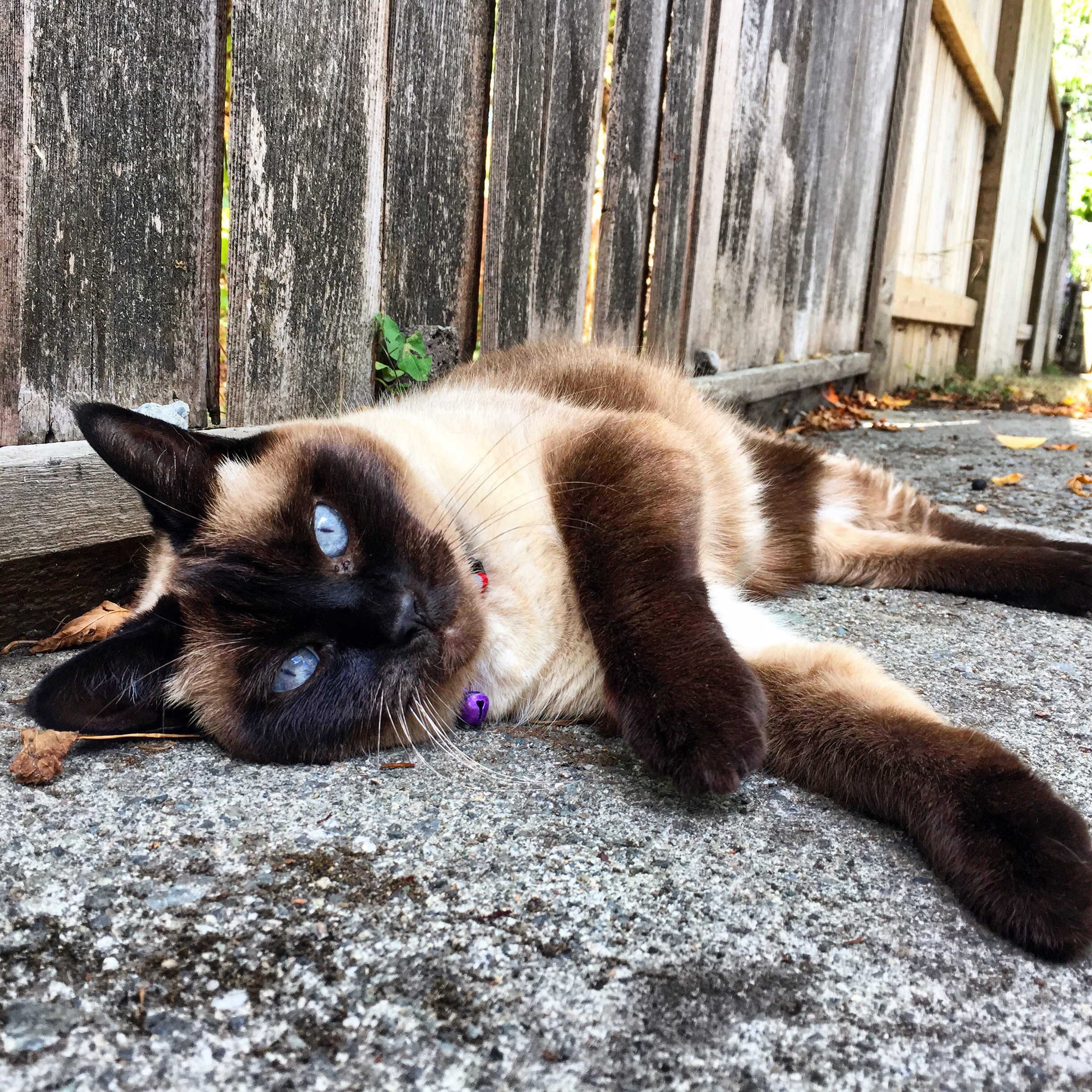 The Top 10 Cat Names Of 2018 The Top 10 Cat Names Of 2018